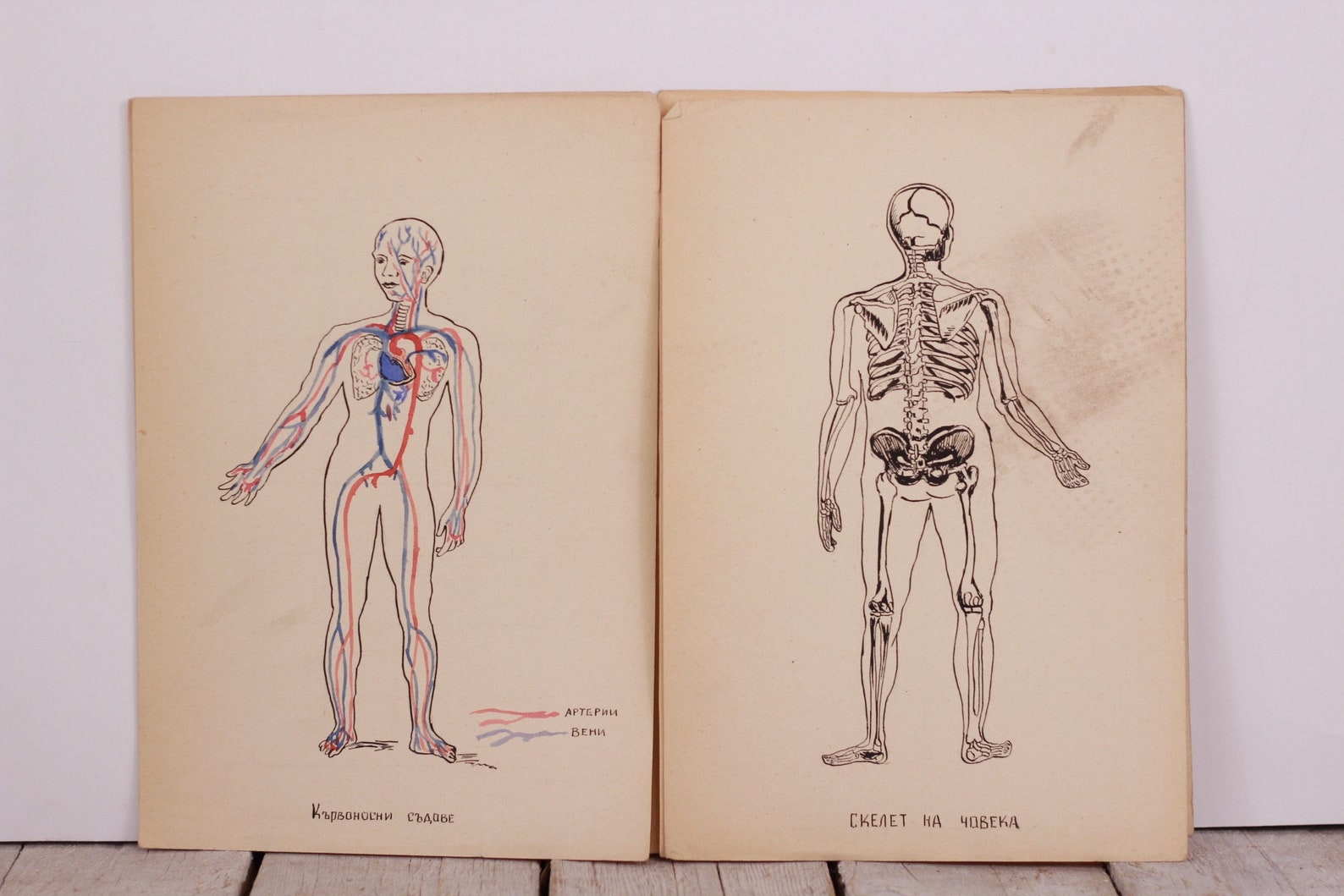 Vintage Pictures of the Organs of the Human Body Skeleton - Etsy