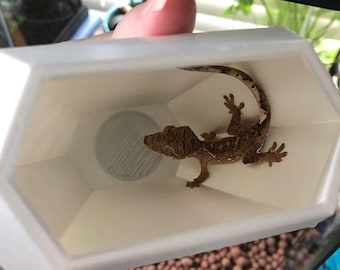 3d Printed Gecko - Etsy