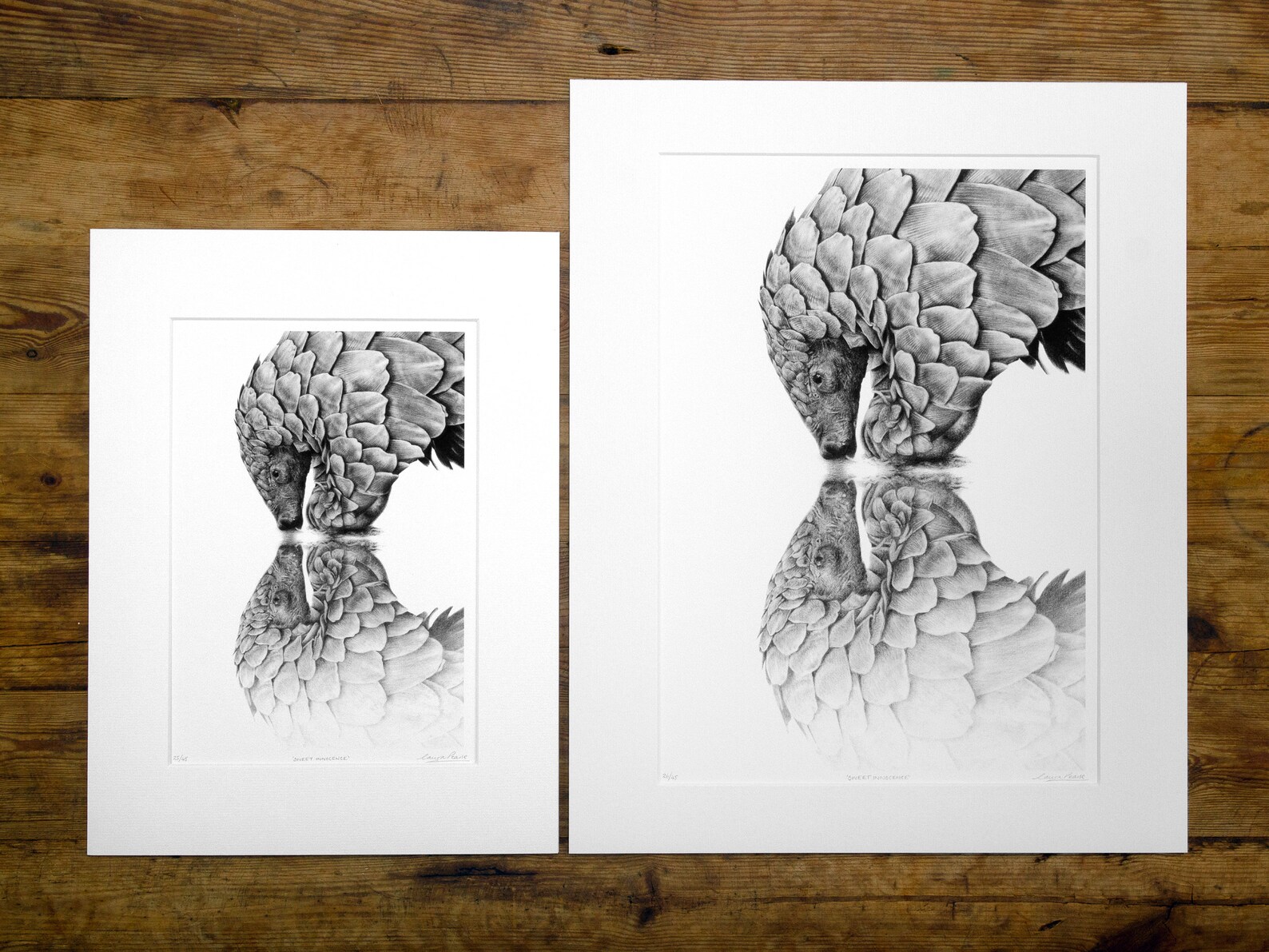 Pangolin Print, Giclee Print, Pangolin Art, Pangolin Drawing, Wildlife ...