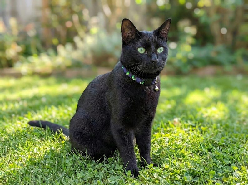 Toothless Dragon Eye Cat Collar - Black Breakaway Collar With Bell for ...