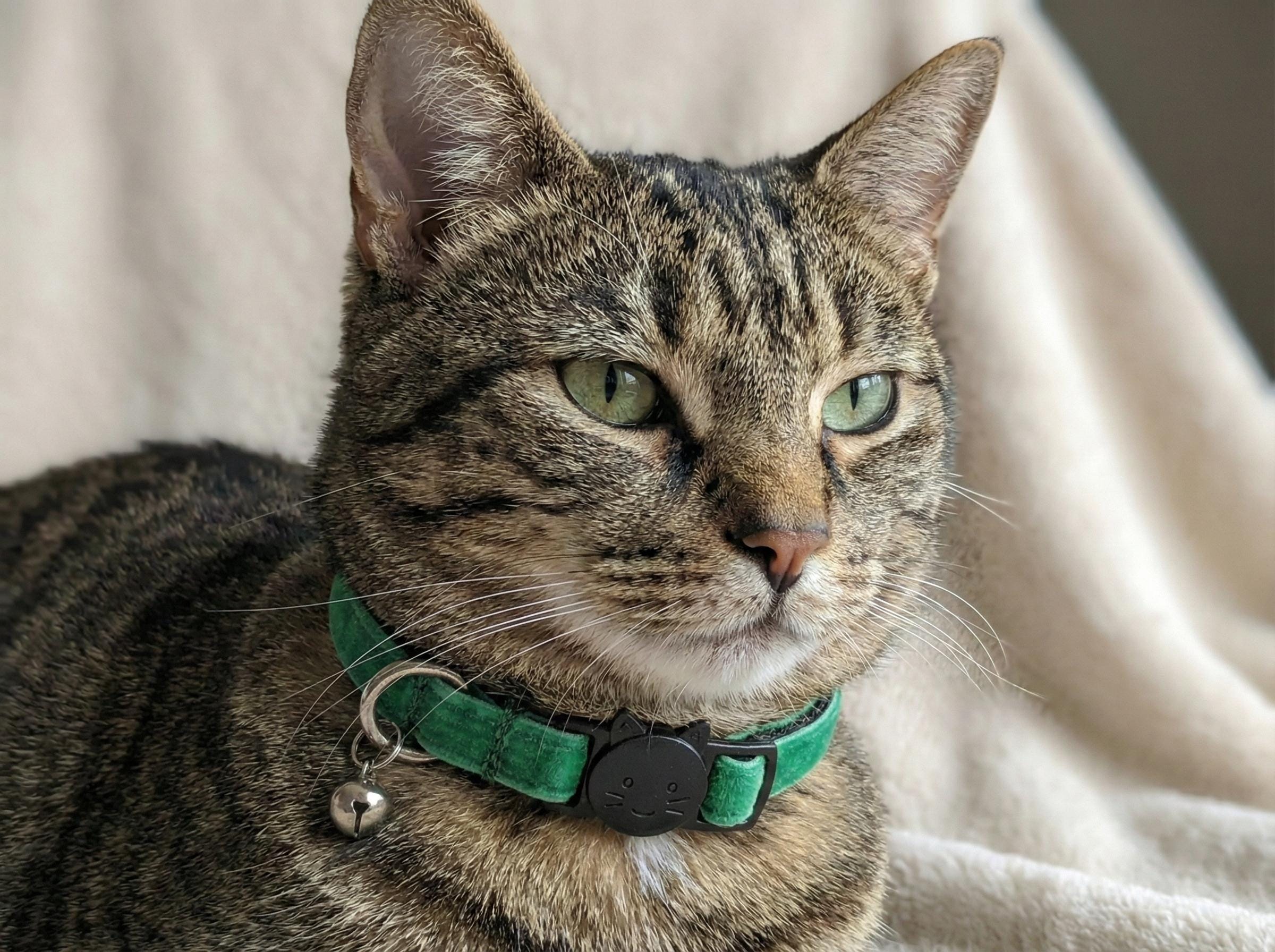 Emerald Green Velvet Cat Collar - Soft Luxury Breakaway Safety Cat ...