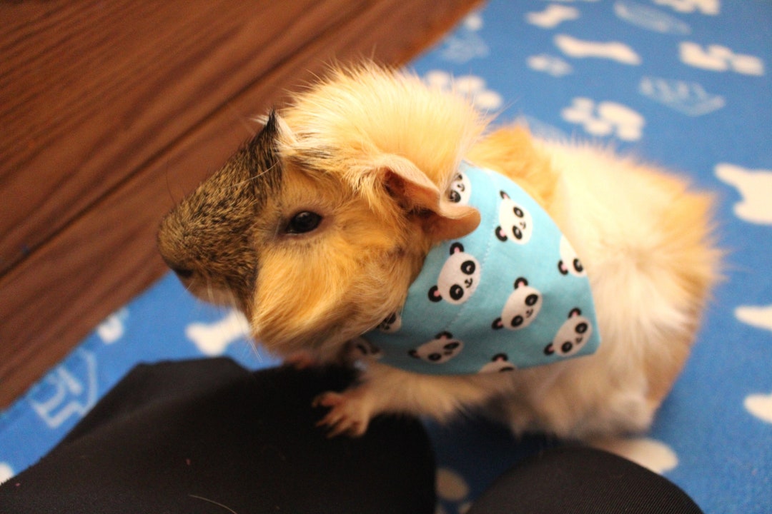 Blue Pandas Mini Bandana for Guinea Pigs and Bunny Rabbits - Cute Small ...