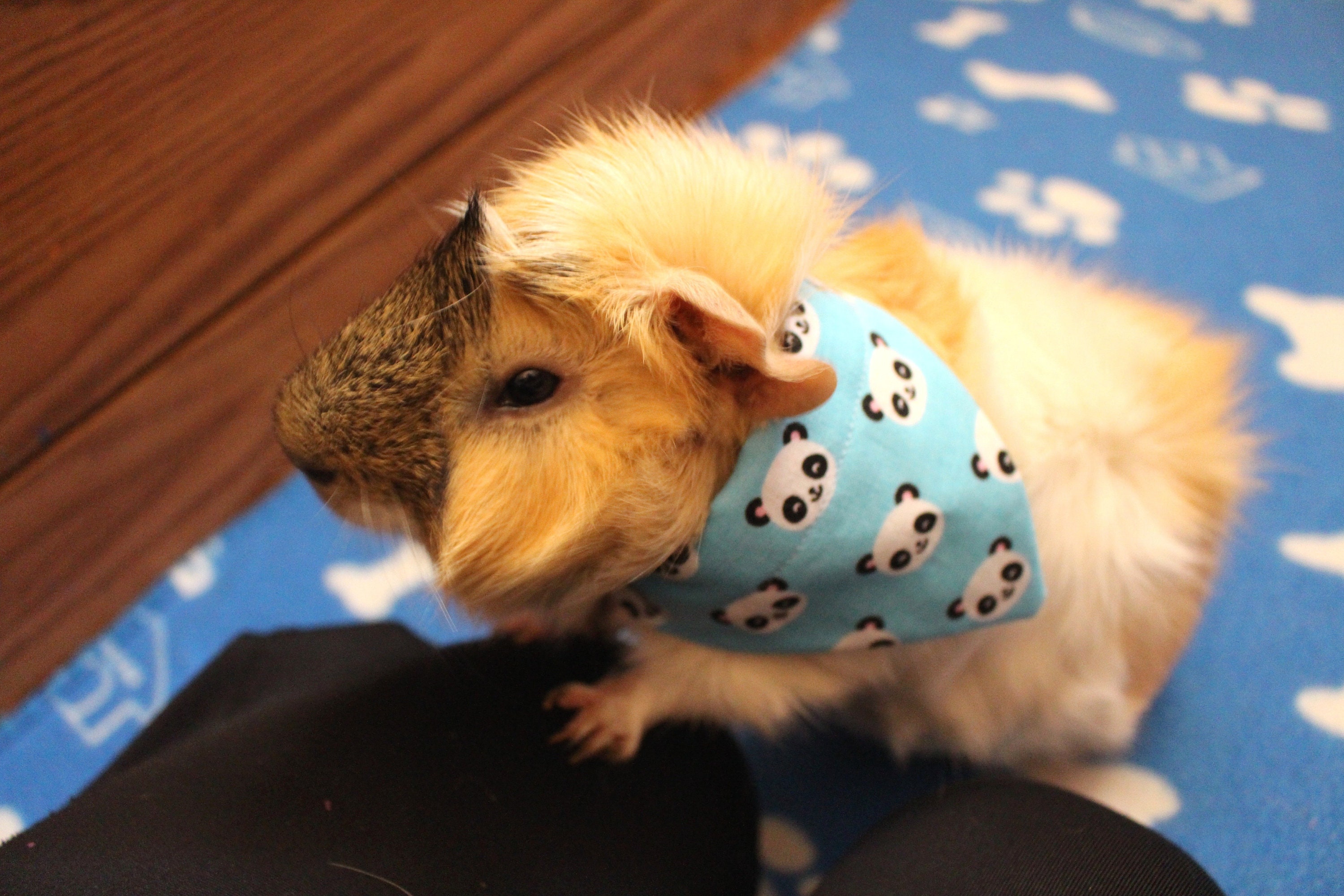 Blue Pandas Mini Bandana for Guinea Pigs and Bunny Rabbits | Etsy