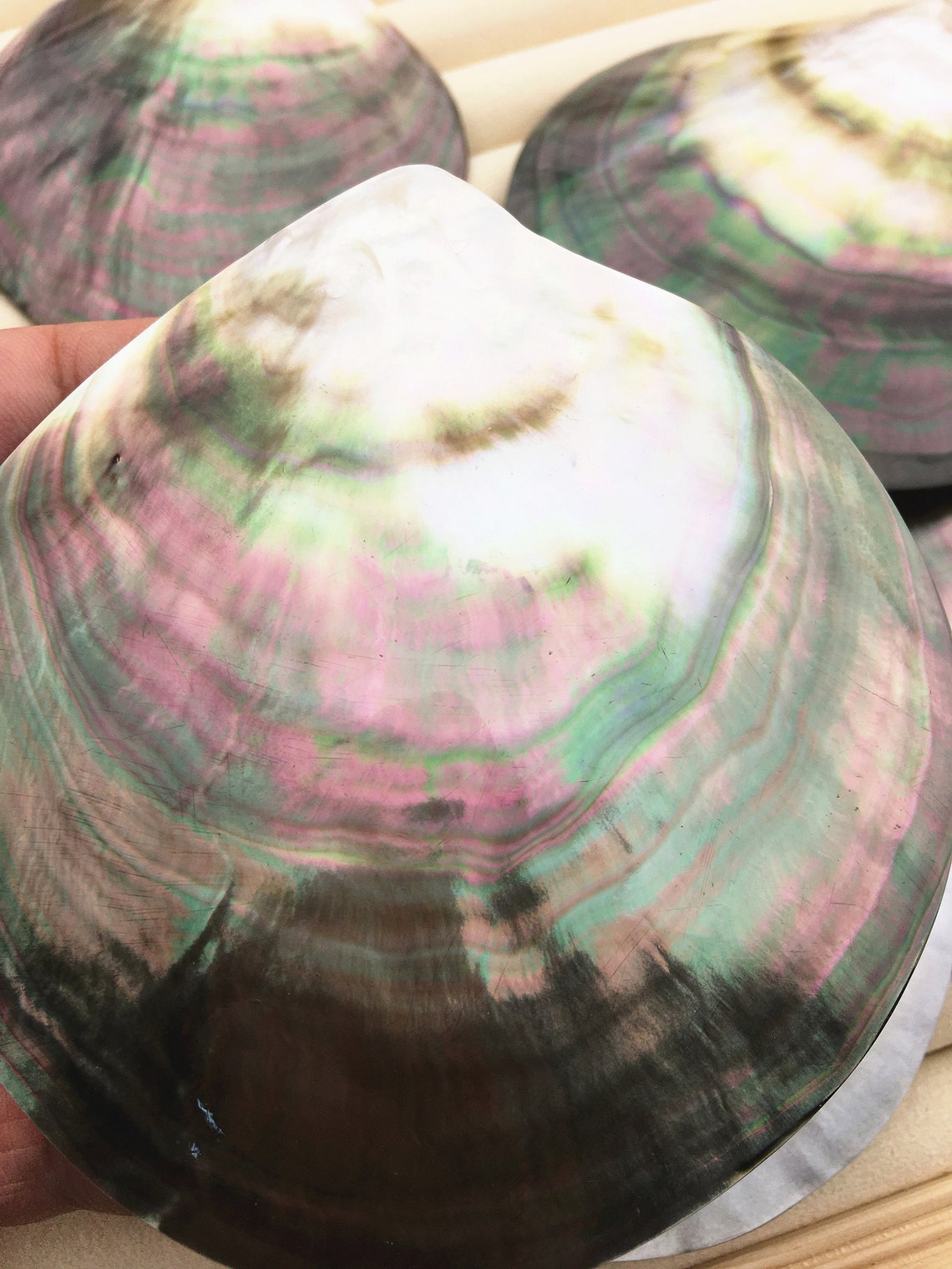 AAA Big Than 9cm Tahitian Blacklip Mother of Pearl Shell - Etsy