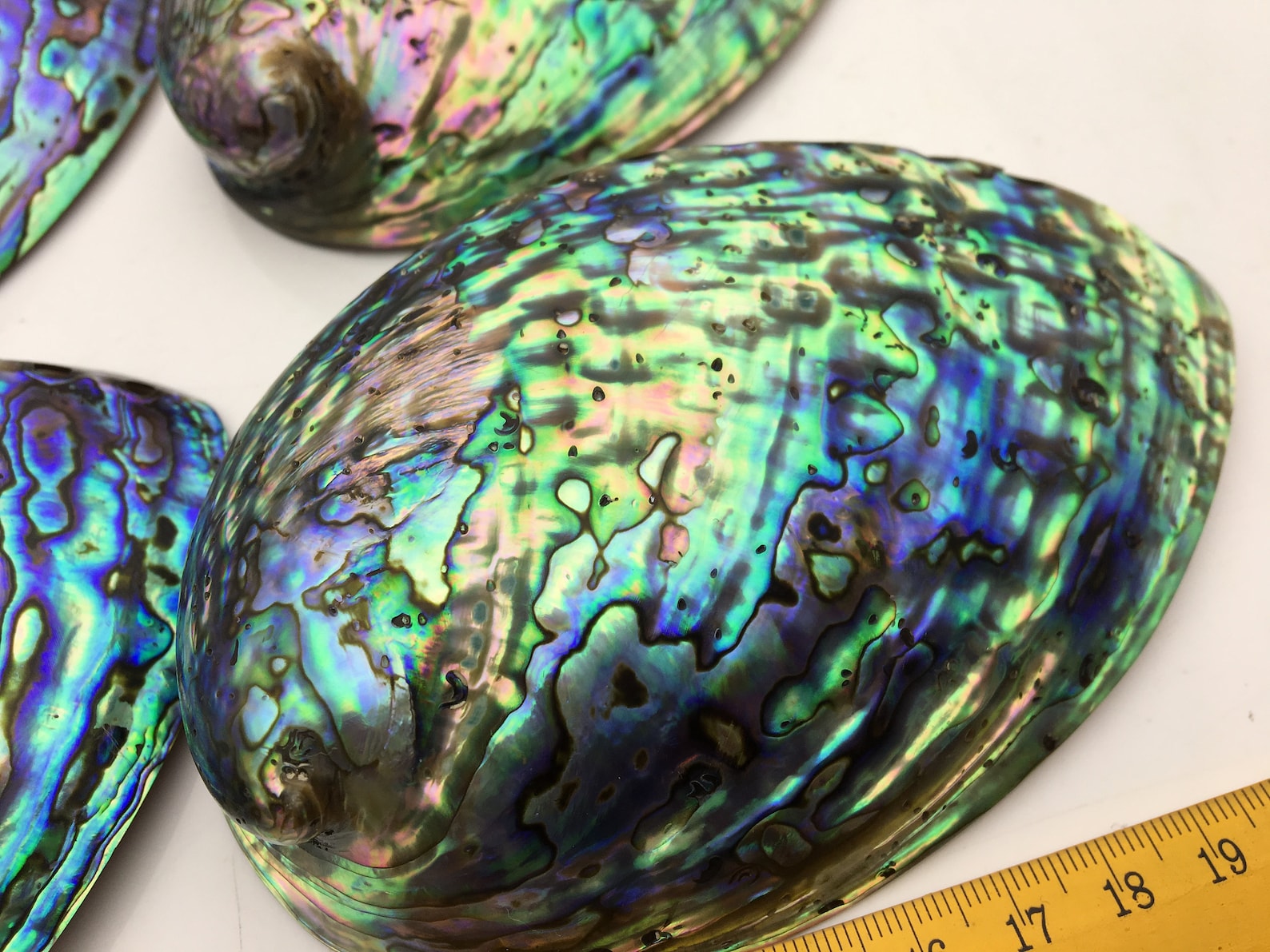 AAA 12-13cm LARGE Abalone Shell Ritual Shell Nautical Decor | Etsy