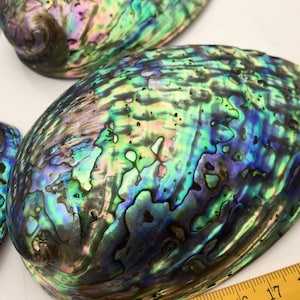 AAA 12-13cm LARGE Abalone Shell, Ritual Shell, Nautical Decor, Coastal ...