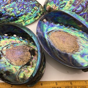 AA+ 12-14cm LARGE Abalone Shell, Ritual Shell, Nautical Decor, Coastal ...