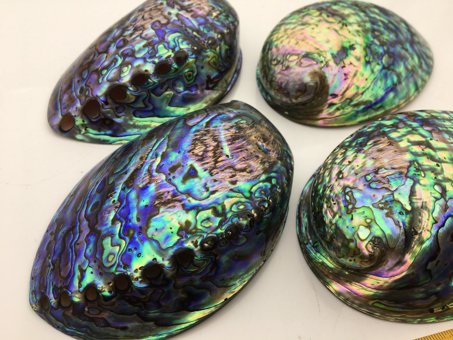 AAA 12-13cm LARGE Abalone Shell Ritual Shell Nautical Decor - Etsy