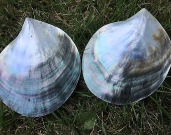 Black Lip Shell - Etsy