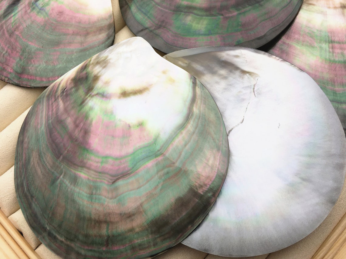 AAA Big Than 9cm Tahitian Blacklip Mother of Pearl Shell - Etsy
