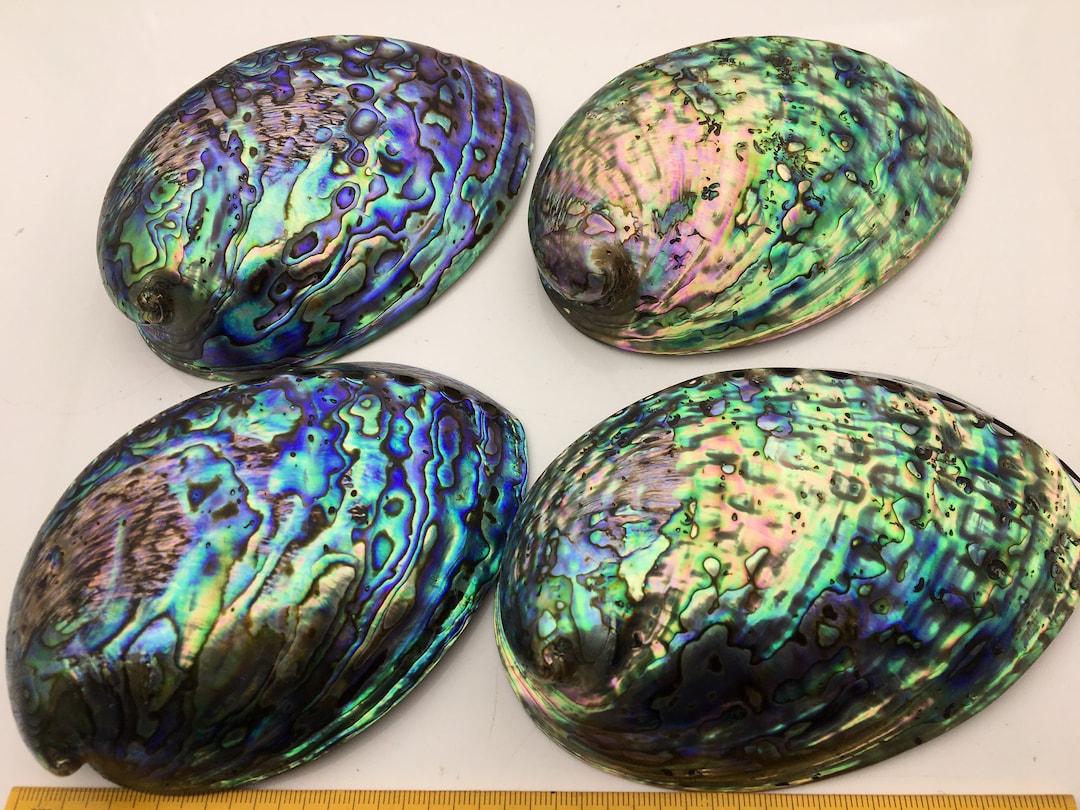 AAA 12-13cm LARGE Abalone Shell, Ritual Shell, Nautical Decor, Coastal ...