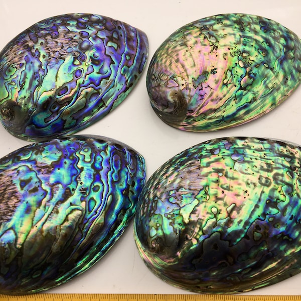 Abalone Shell - Etsy