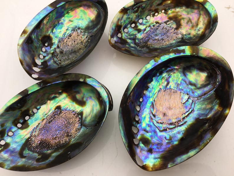 AAA 12-13cm LARGE Abalone Shell Ritual Shell Nautical Decor | Etsy