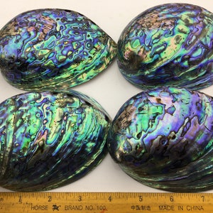 AA+ 12-14cm LARGE Abalone Shell, Ritual Shell, Nautical Decor, Coastal ...
