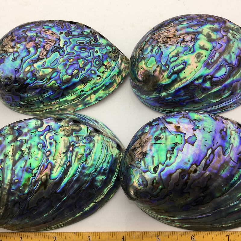 Abalone Shell Aa - Etsy