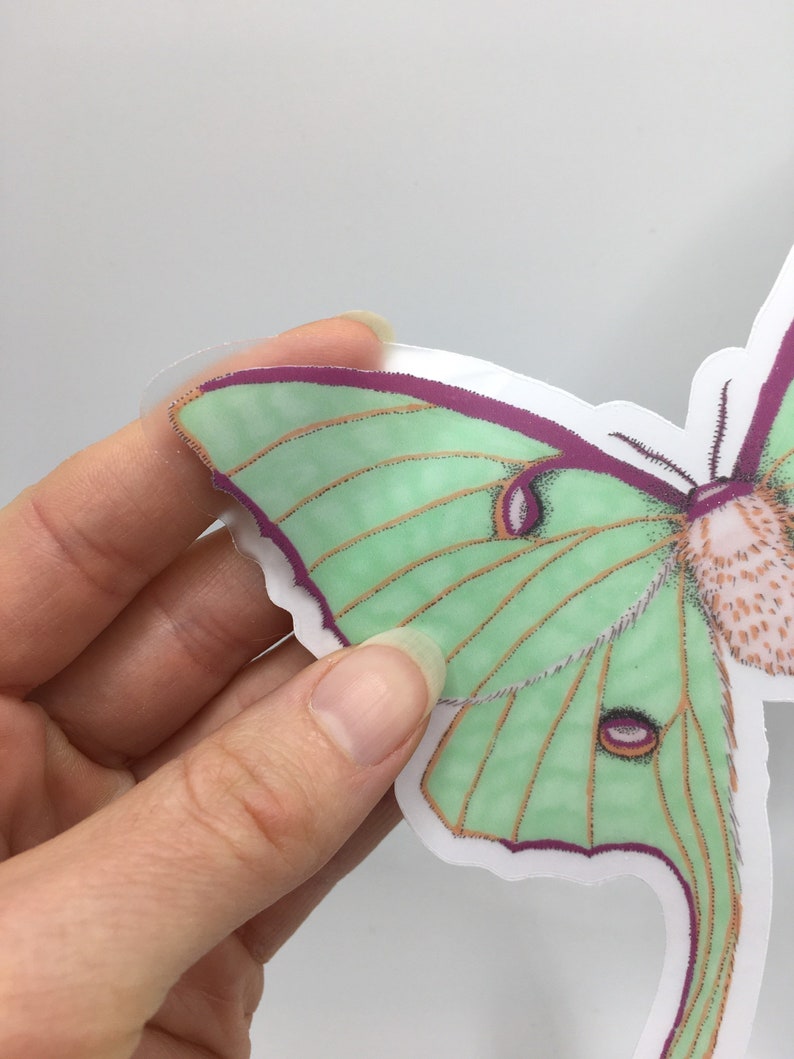 Clear Vinyl Luna Moth Decal - Etsy