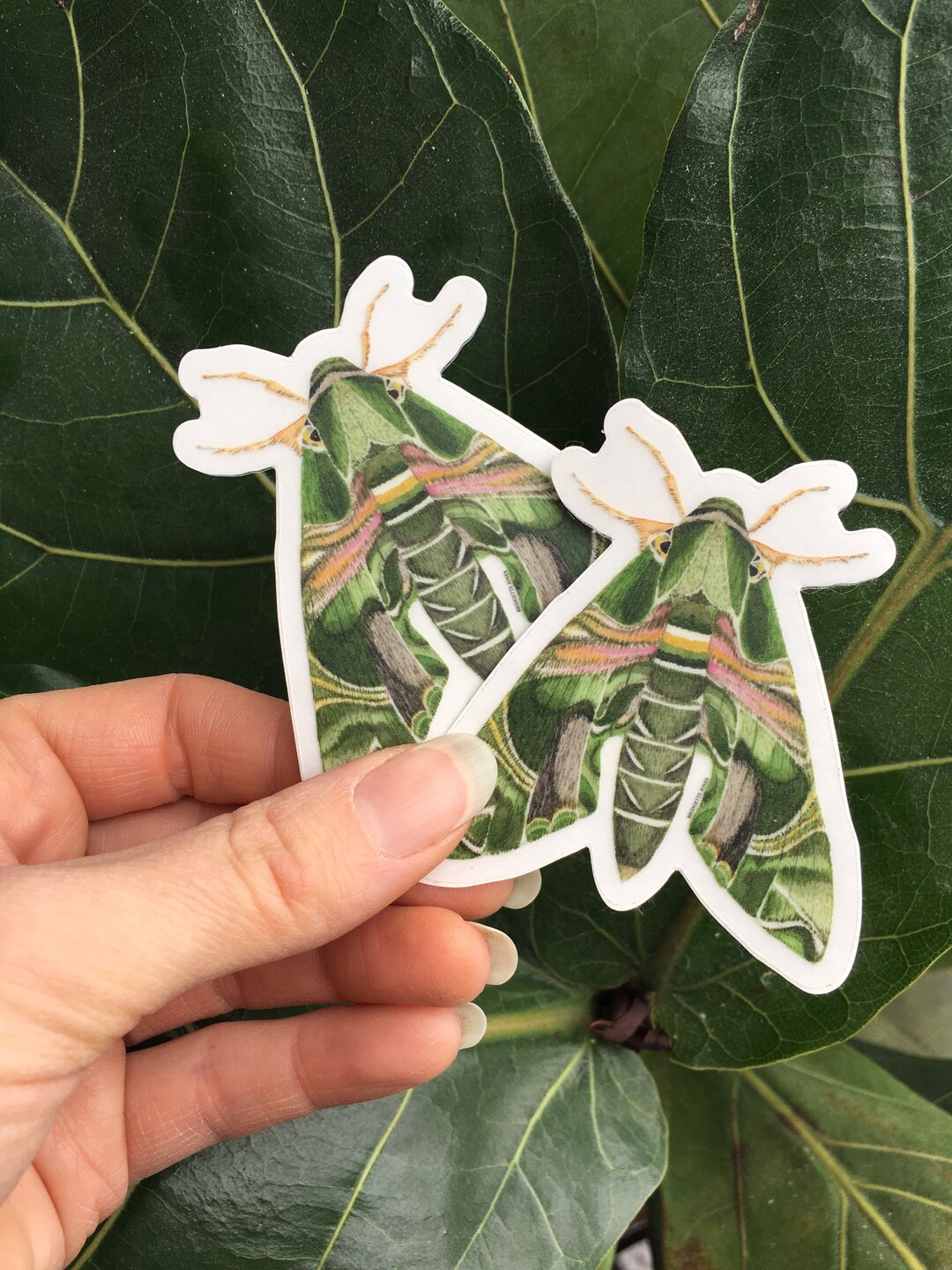 2 Oleander Hawk Moth Bumper Stickers - Etsy