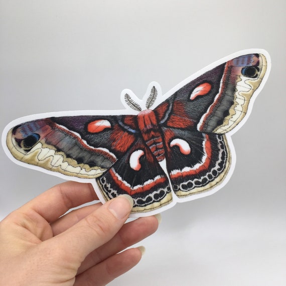 Clear Vinyl Cecropia Moth Bumper Sticker - Etsy