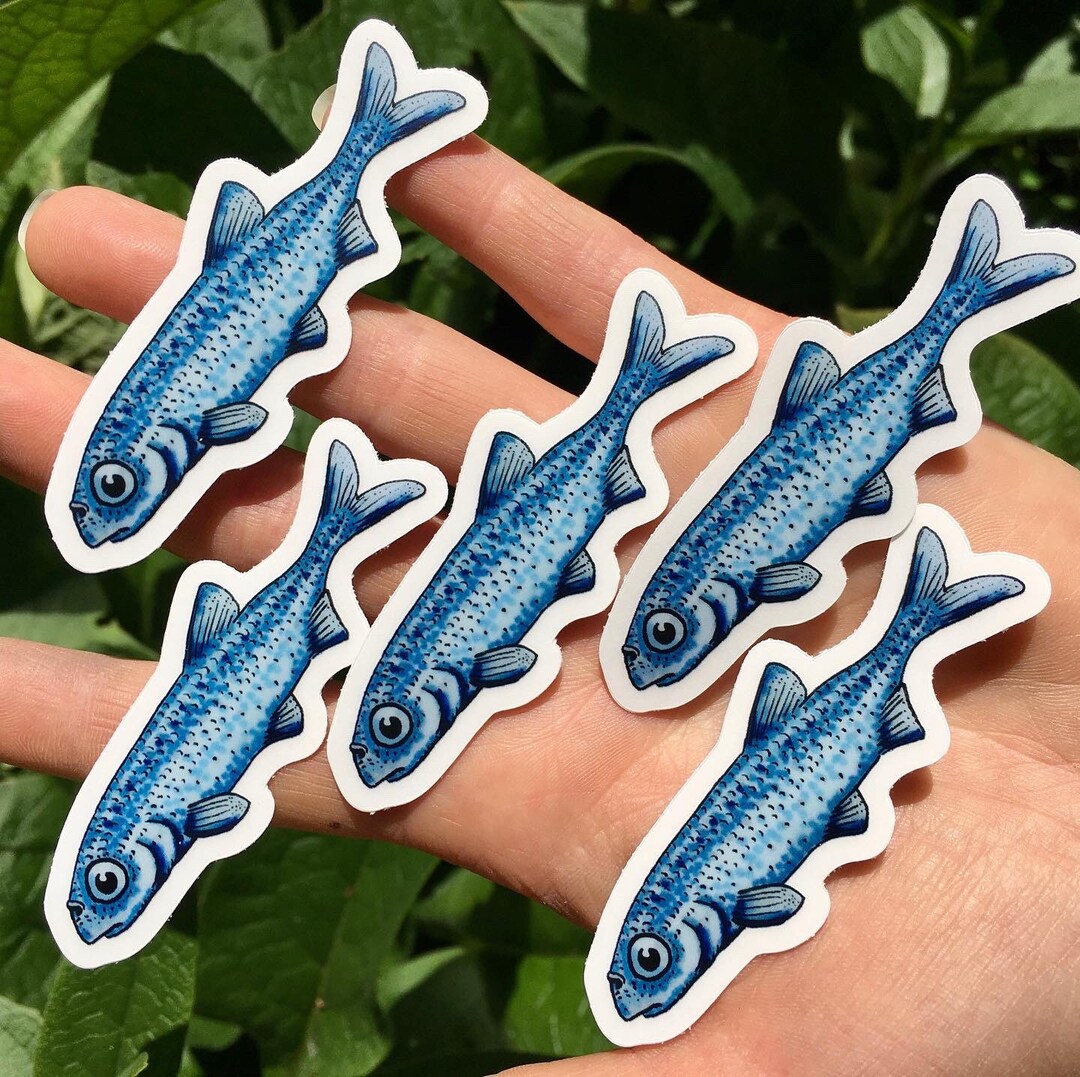 Set of 5 Clear Vinyl Minnow Bumper Stickers - Etsy