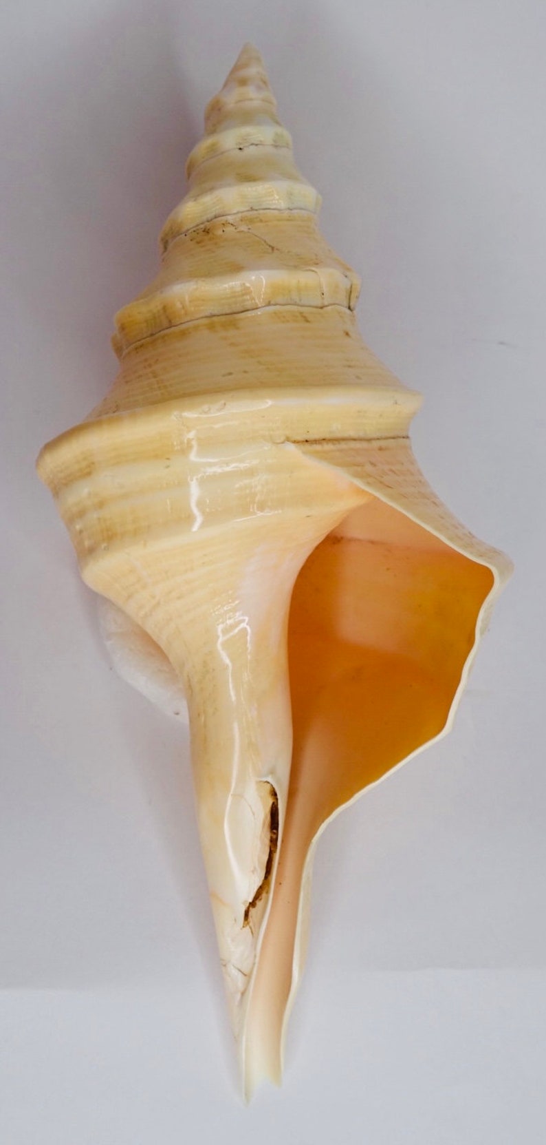 10 Long Australian Trumpet Snail Shell Giant Syrinx Aranus - Etsy UK