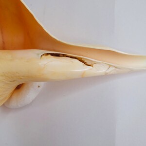 10 Long Australian Trumpet Snail Shell Giant Syrinx Aranus - Etsy