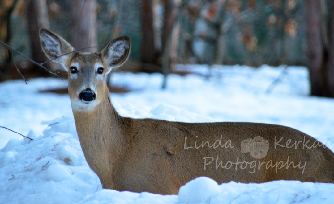 Michigan White Tailed Deer in the Snow of Winter Color Photography - Etsy