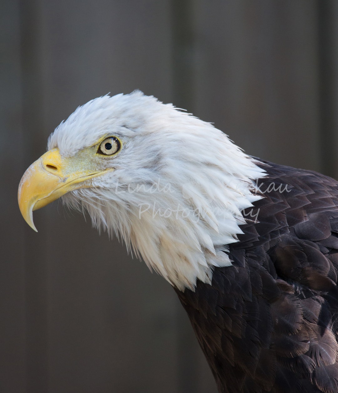 Bald Eagle Head Shot - Etsy