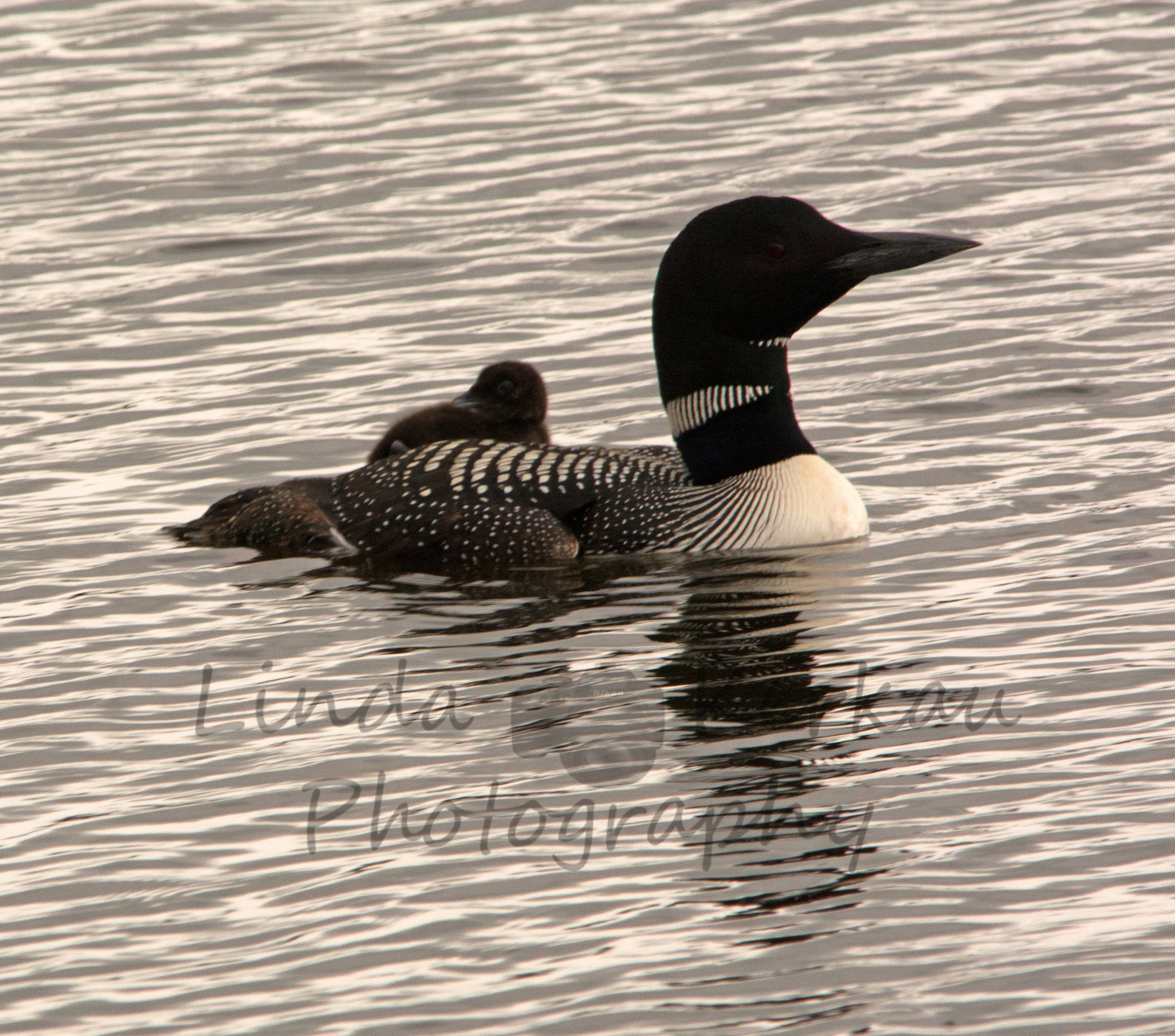 Common Loon With Baby Loon on Its Back Color Photography - Etsy