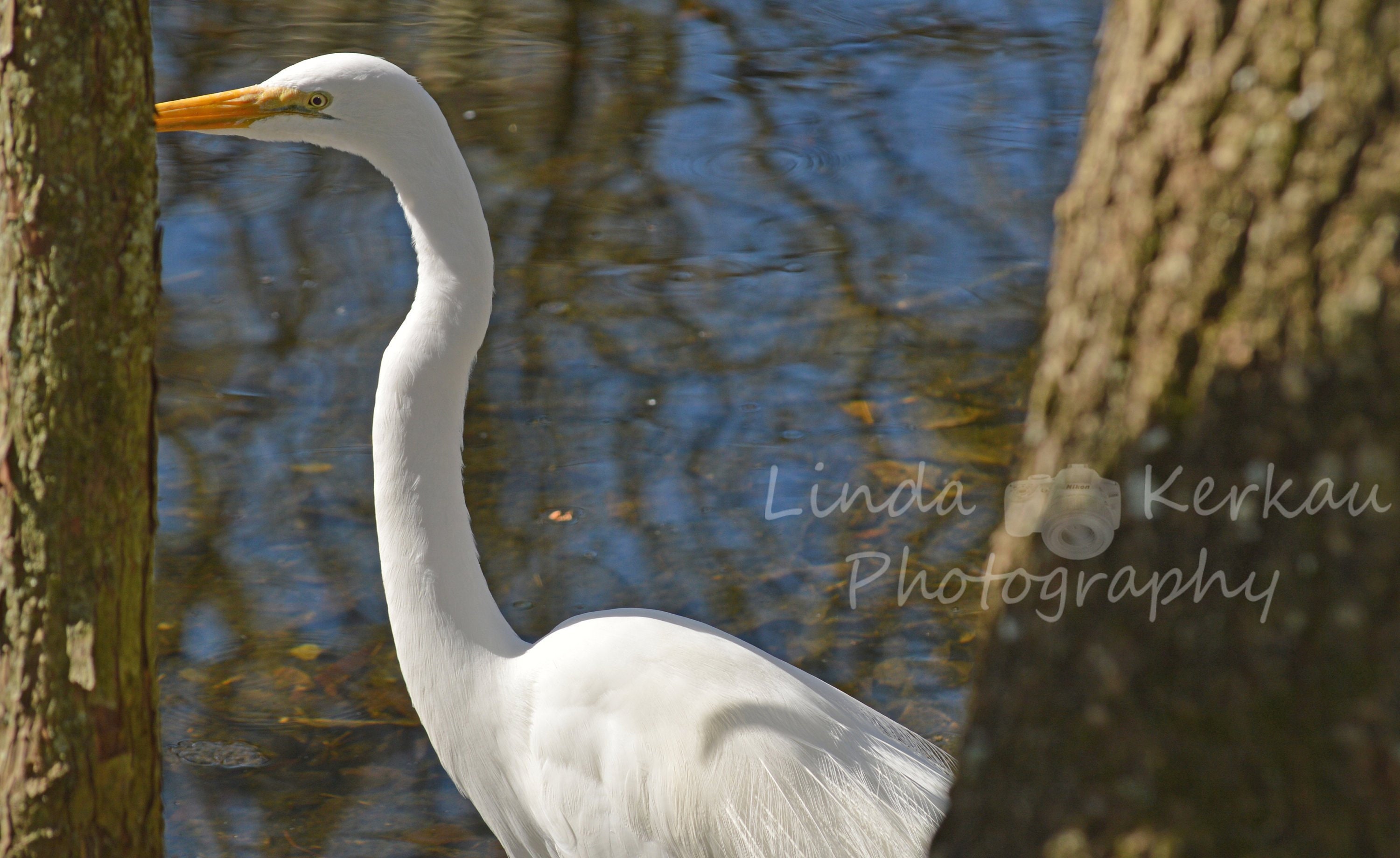 Great White Egret Color Photography - Etsy