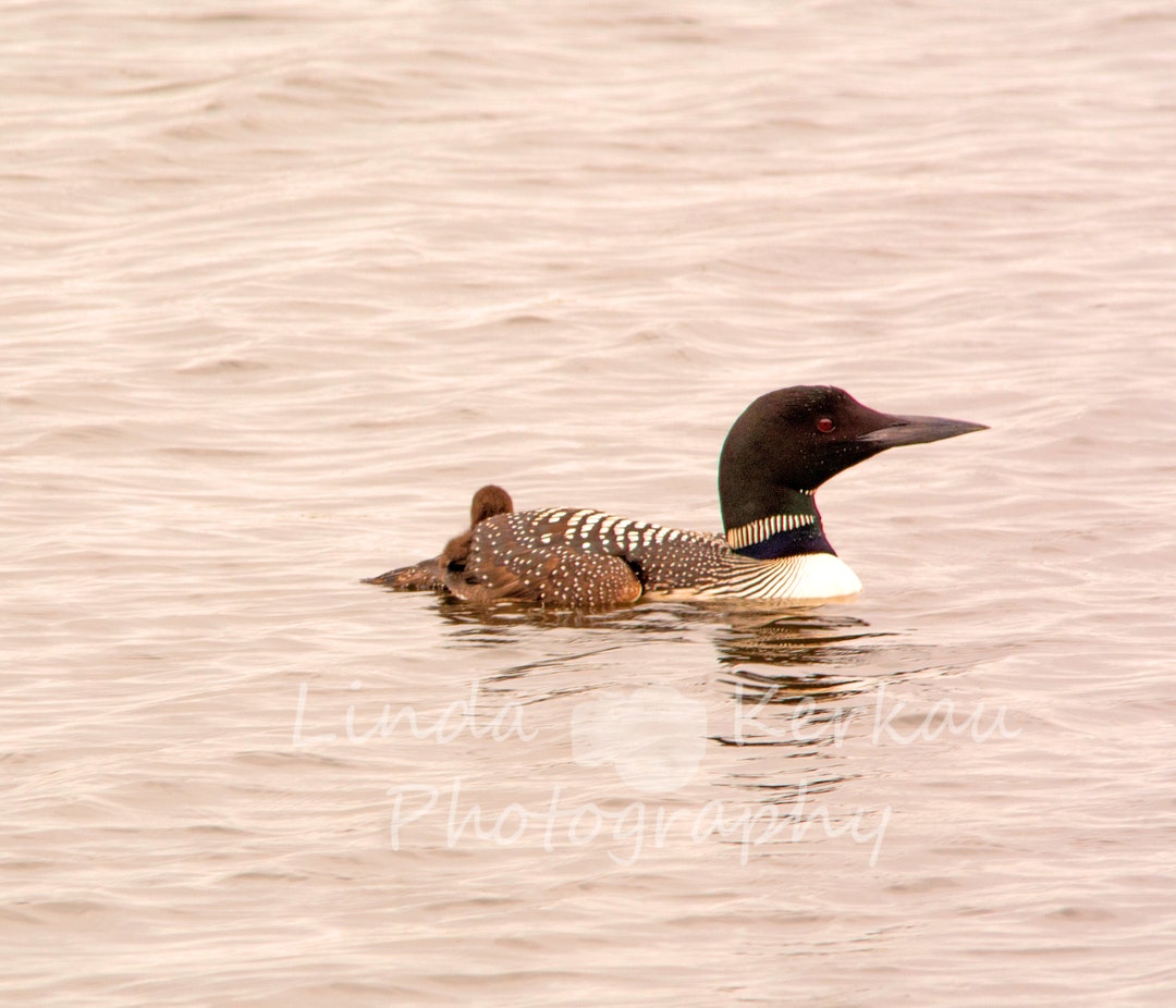 Michigan Common Loon With Baby on Its Back Color Photography - Etsy