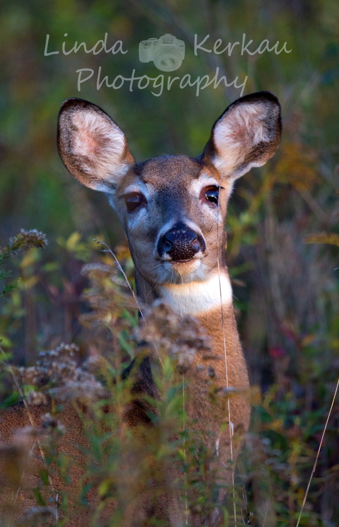 White Tailed Deer Color Photo - Etsy