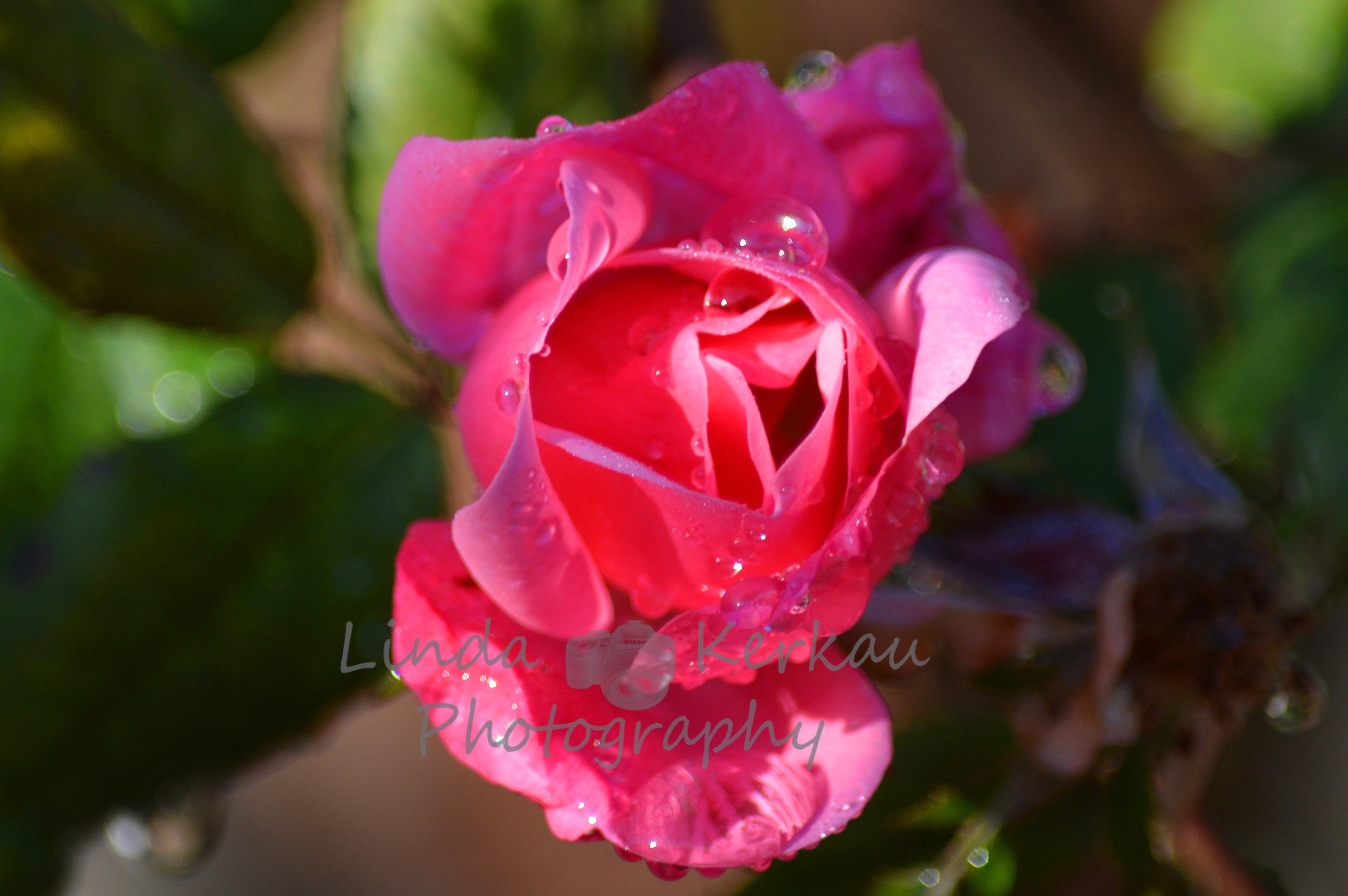 Morning Dew on Rose Color Photography - Etsy