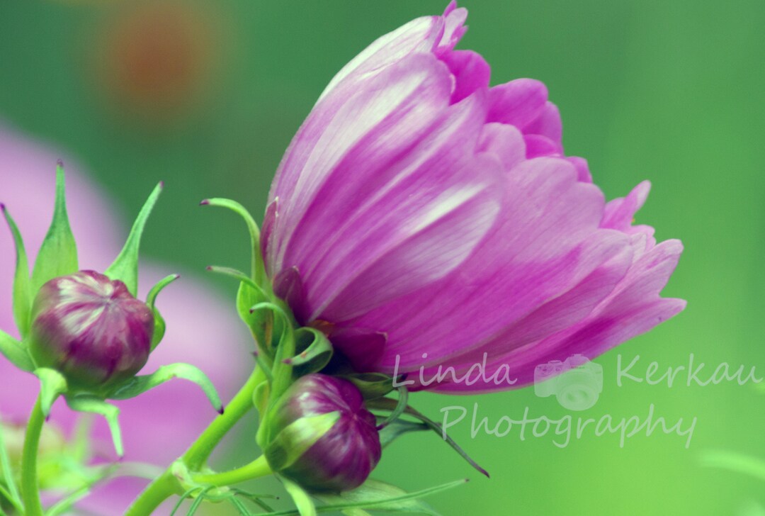 Purple Cosmos Flower Color Photography - Etsy