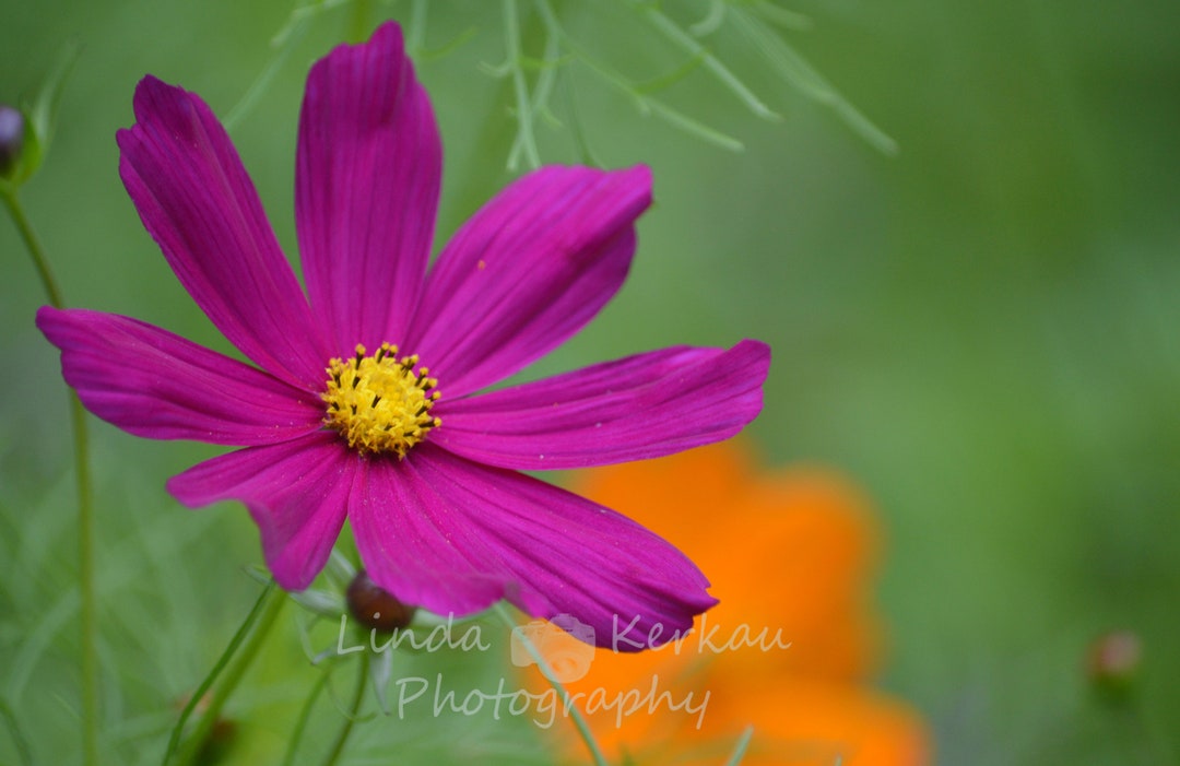 Cosmo Flower Color Print - Etsy