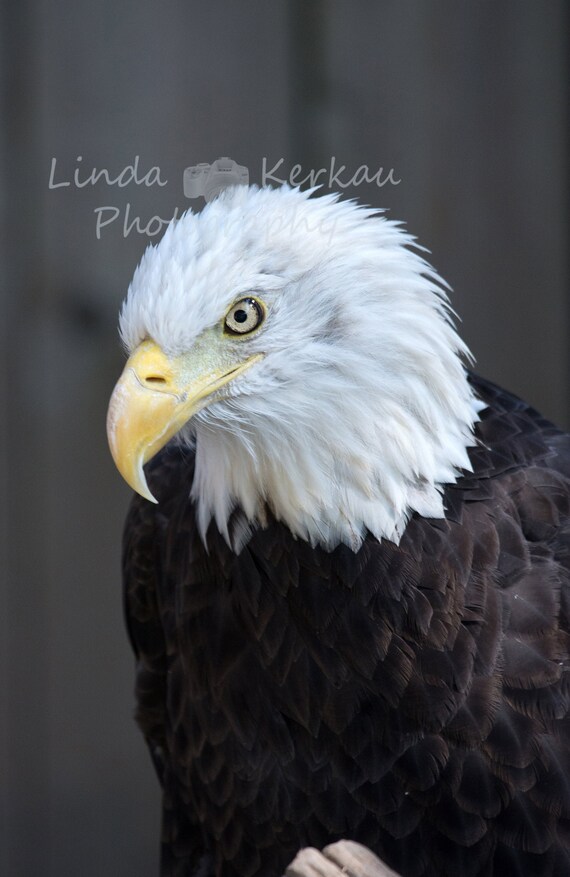 Bald Eagle Color Print | Etsy