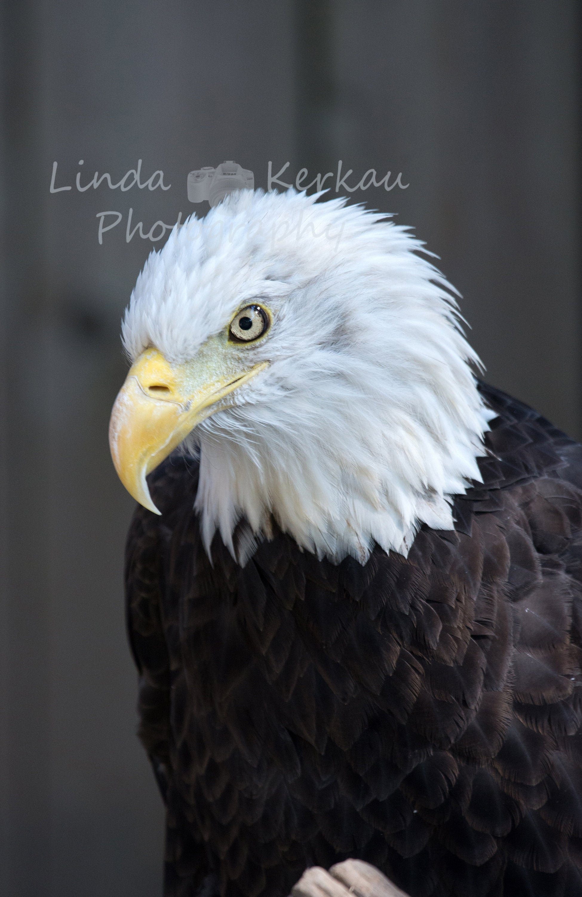 Bald Eagle Color Print - Etsy