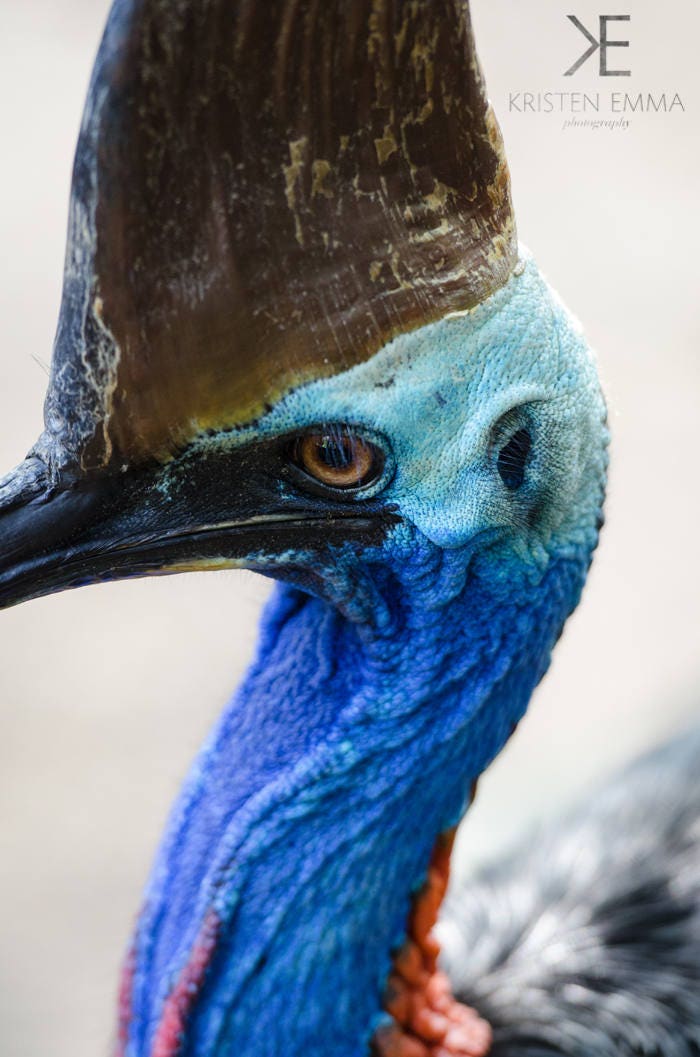 Australian Cassowary Print: Exotic Bird Portrait, Teal Blue Wildlife - Etsy