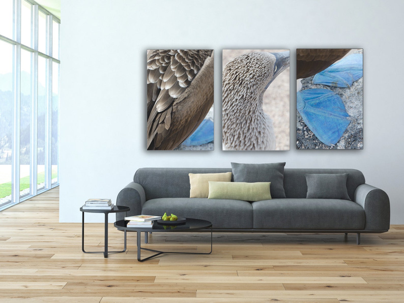 Blue Footed Booby Triptych Galapagos, Ecuador Animals of Galapagos ...