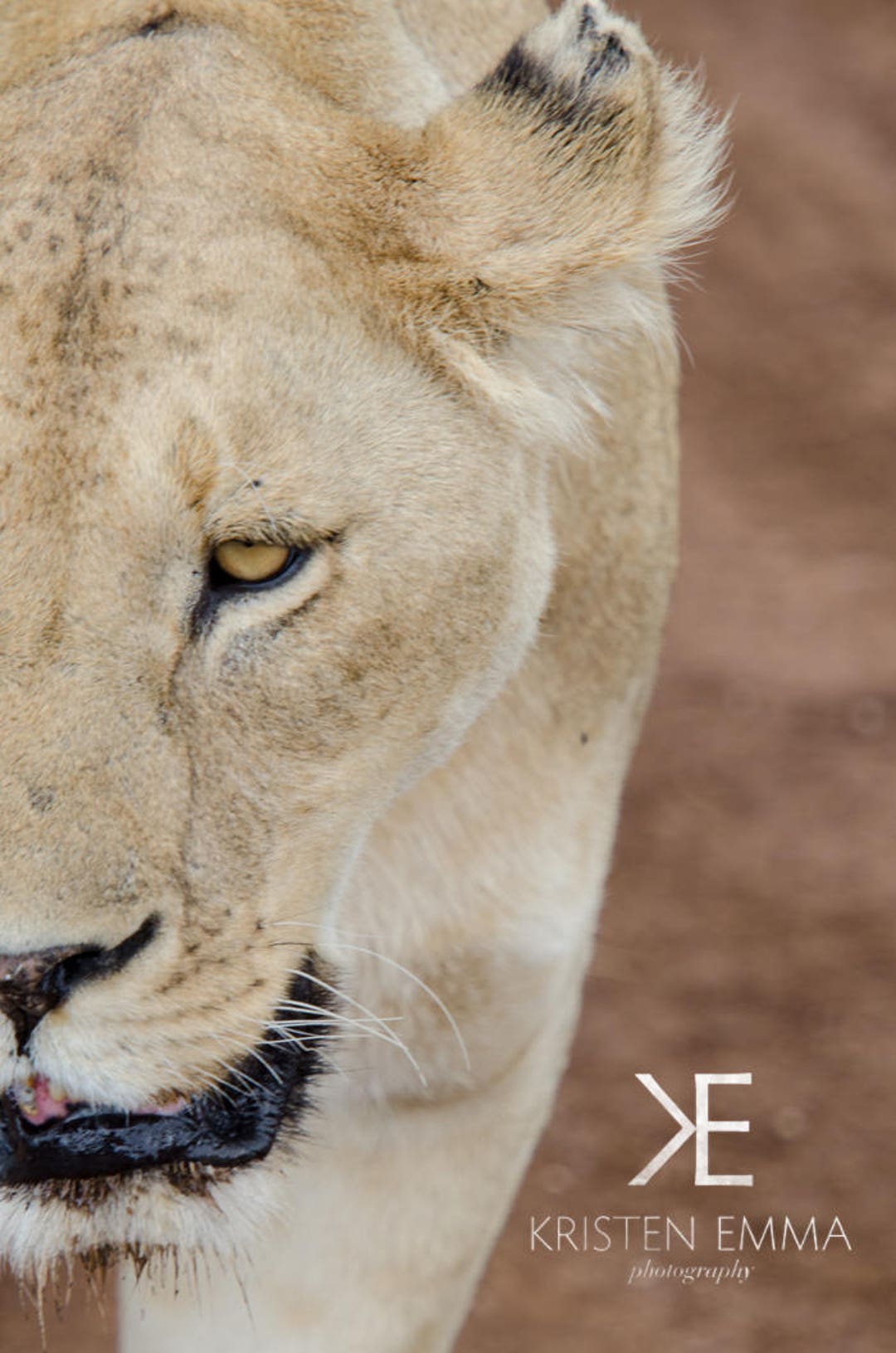 Lioness Eye Photography Print: Ngorongoro Crater Safari Art - Etsy