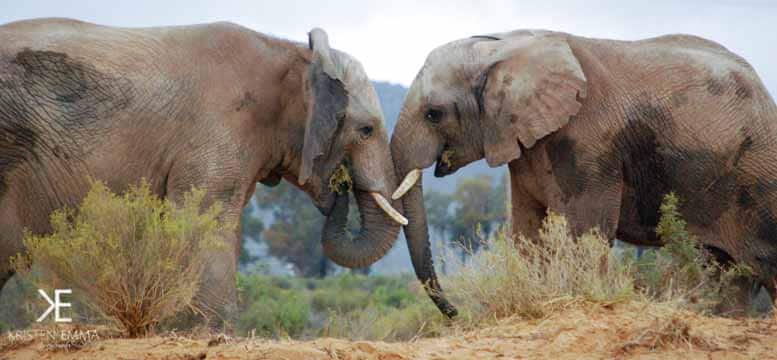 Elephant Friends South Africa Elephants, Friendship, Panoramic ...