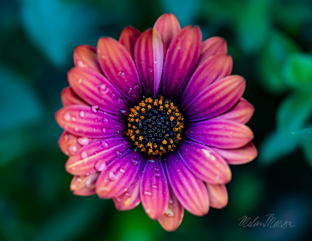 Daisy Macro Digital Photo - Etsy