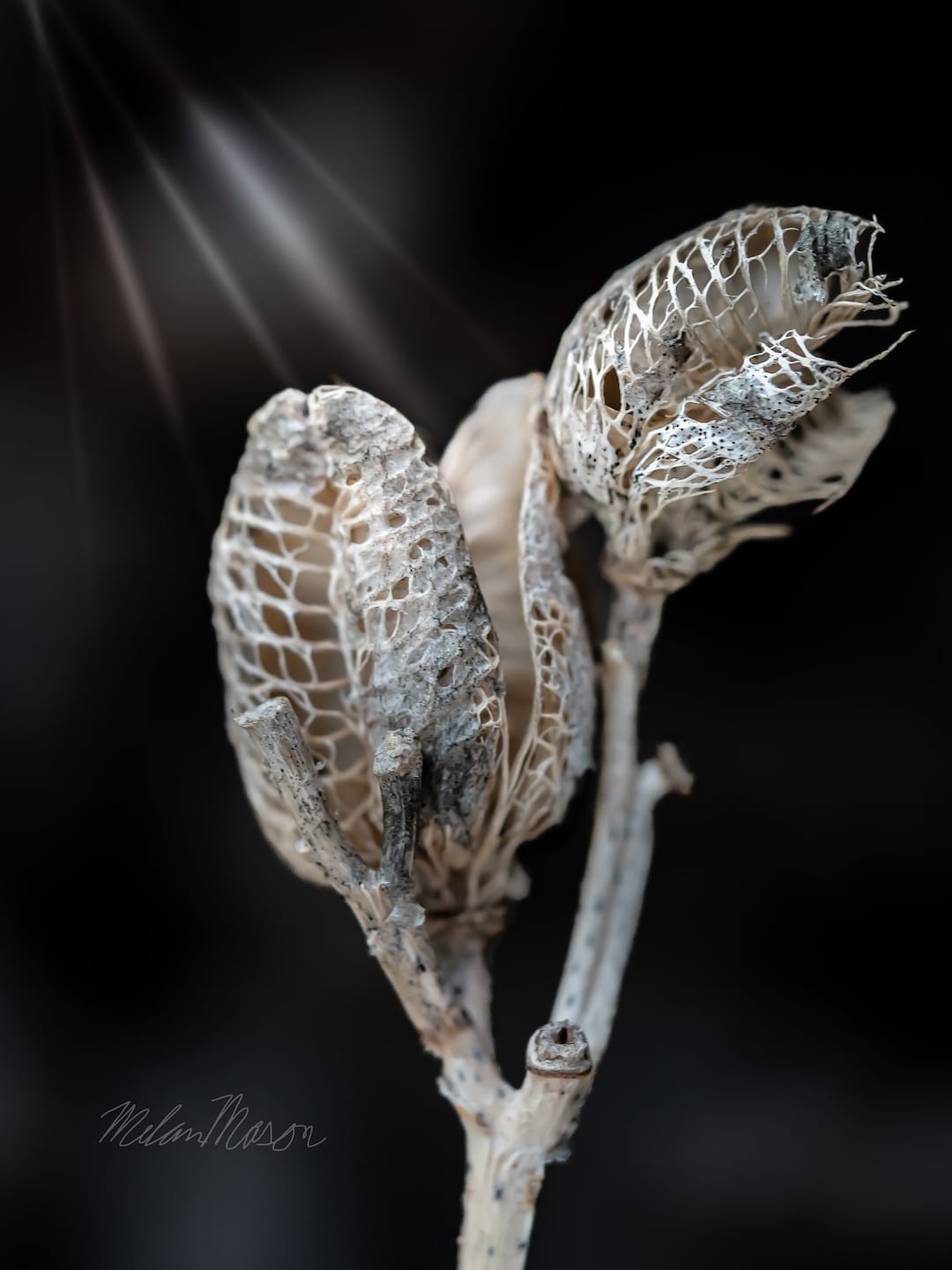 Skeletal Flower Macro Digital Photo - Etsy