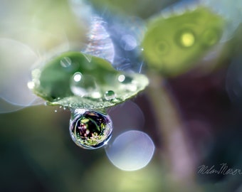 Macro Water Drop Photography, Dew Drop Photograph, Living Room Wall Art ...