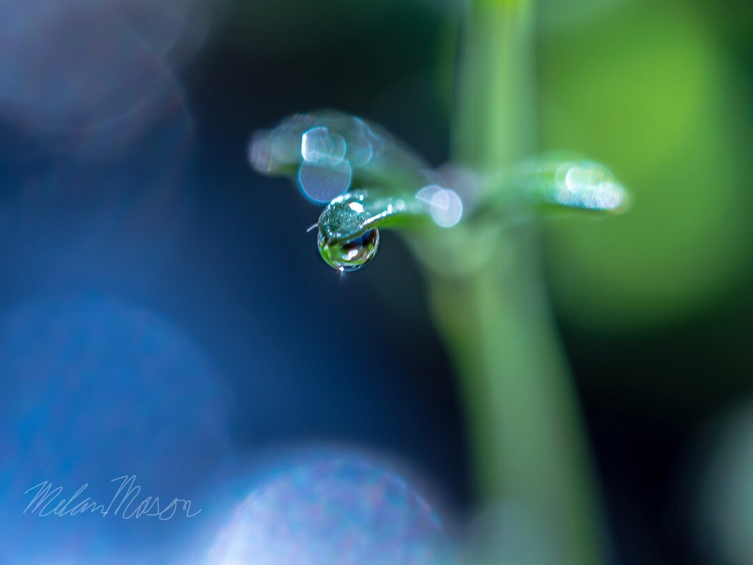 Dew Drop 2 Macro Digital Photo - Etsy
