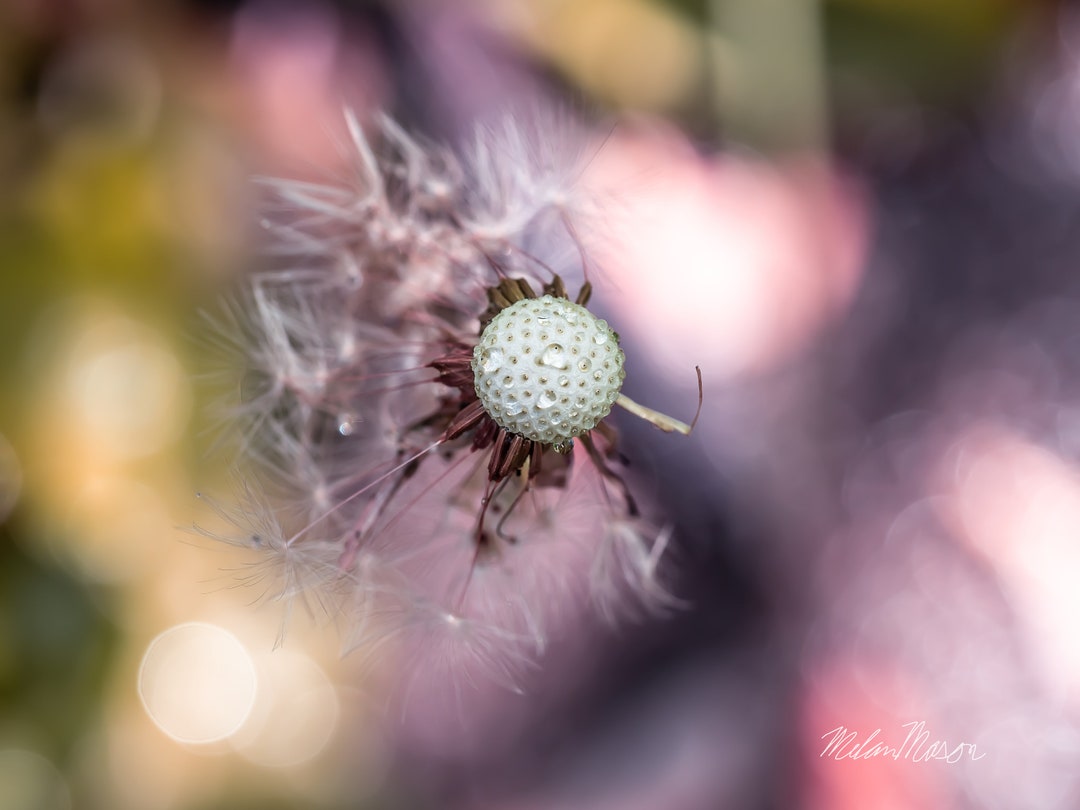 Dandelion Fantasy Macro Digital Photo - Etsy