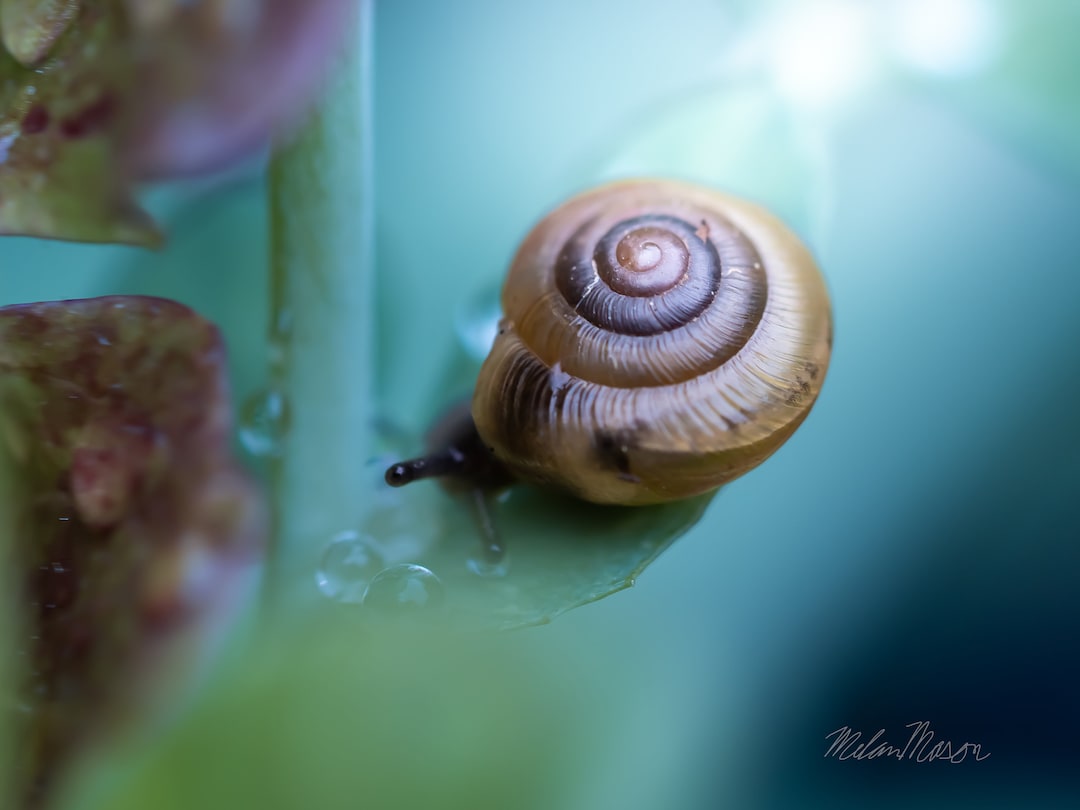 Snail Hiding Macro Digital Photo - Etsy