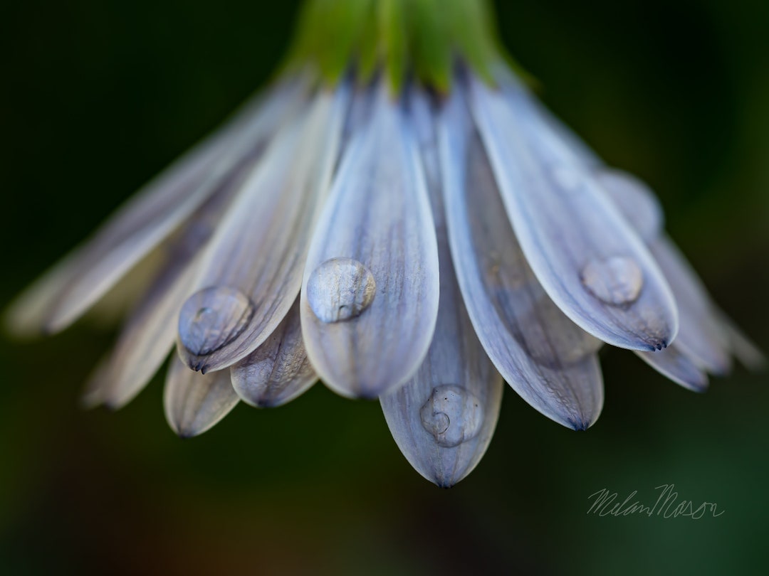Dripping in Dew Digital Photo Print - Etsy