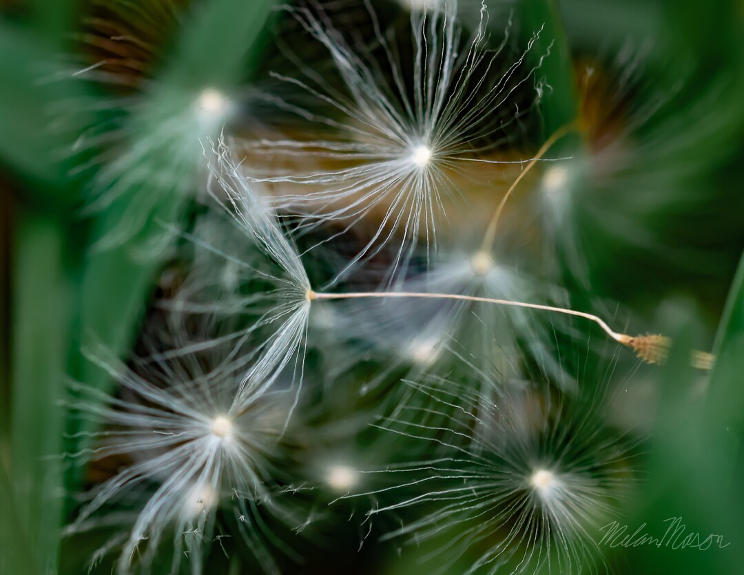Dandelion Fluff Macro Digital Photo - Etsy