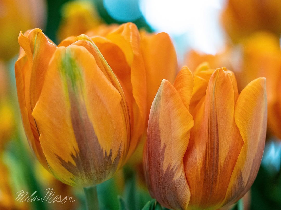 Orange Tulips Macro Digital Photo - Etsy