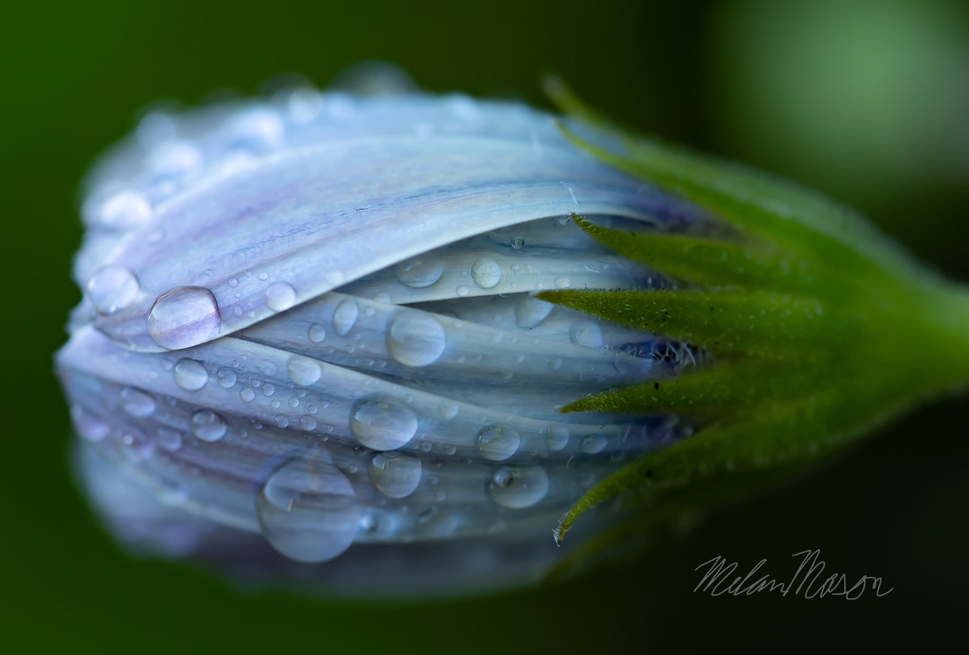 Purple Daisy With Dew Digital Photo Print - Etsy